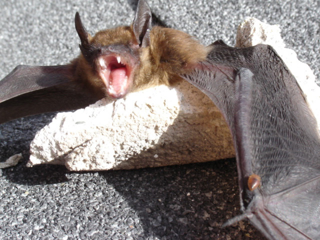 The only thing worse than a bat in the house is an angry bat in the ...